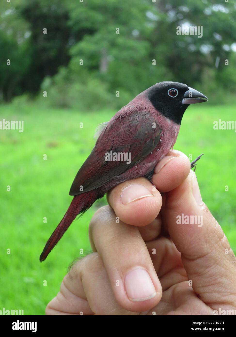 Black-faced Firefinch (Vinaceous) (Lagonosticta larvata vinacea Stock ...