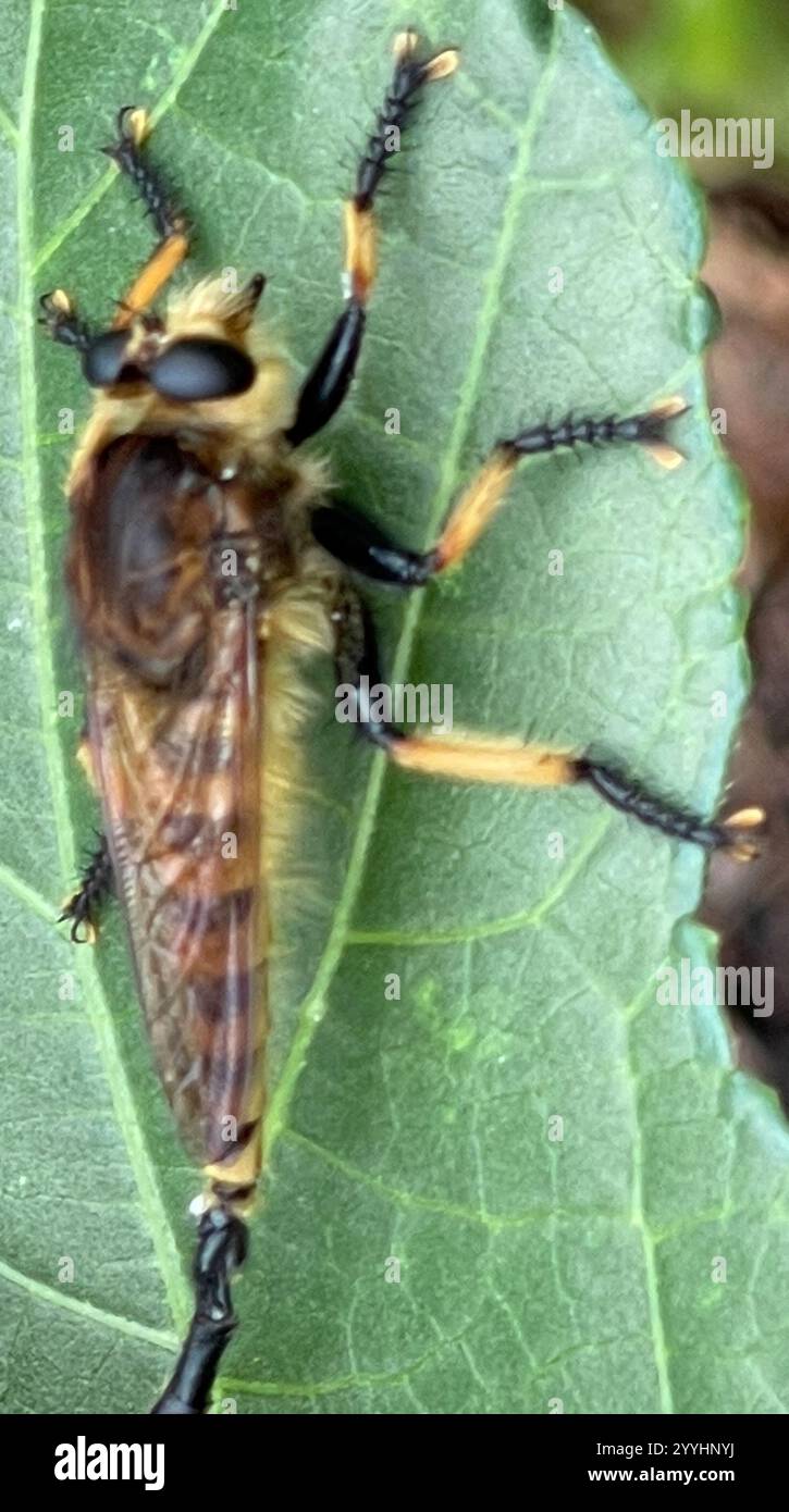 Red-footed Cannibal Fly (Promachus rufipes Stock Photo - Alamy