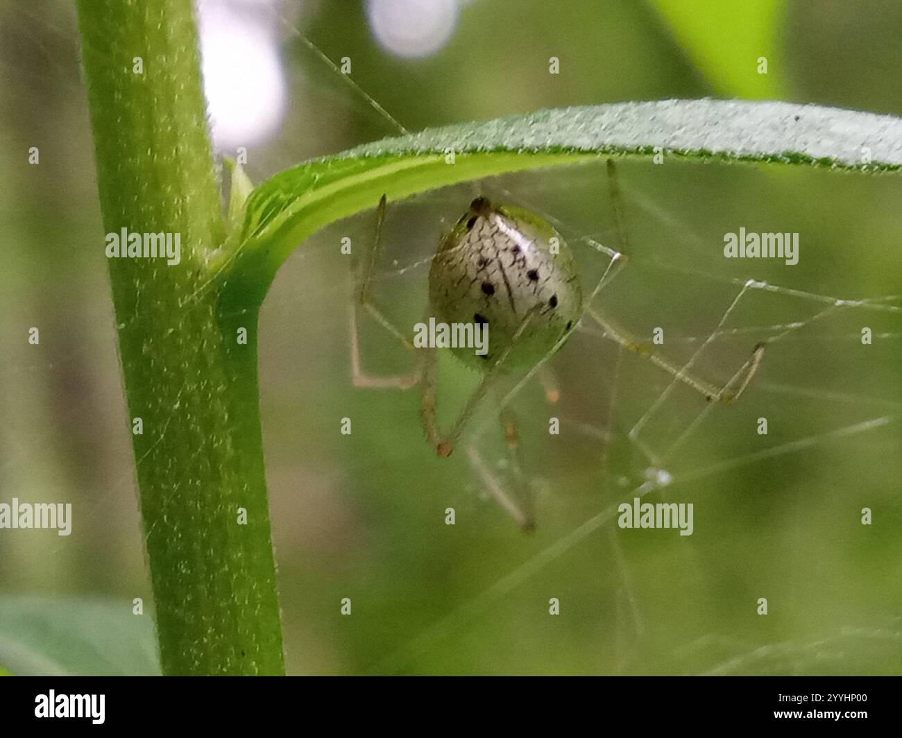 Common candy-striped spider (Enoplognatha ovata Stock Photo - Alamy