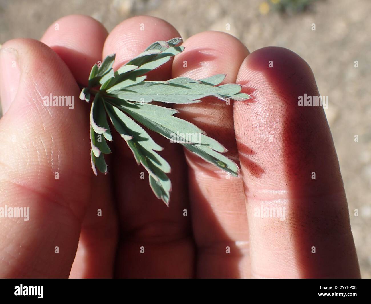 Blueleaf Cinquefoil (Potentilla glaucophylla Stock Photo - Alamy