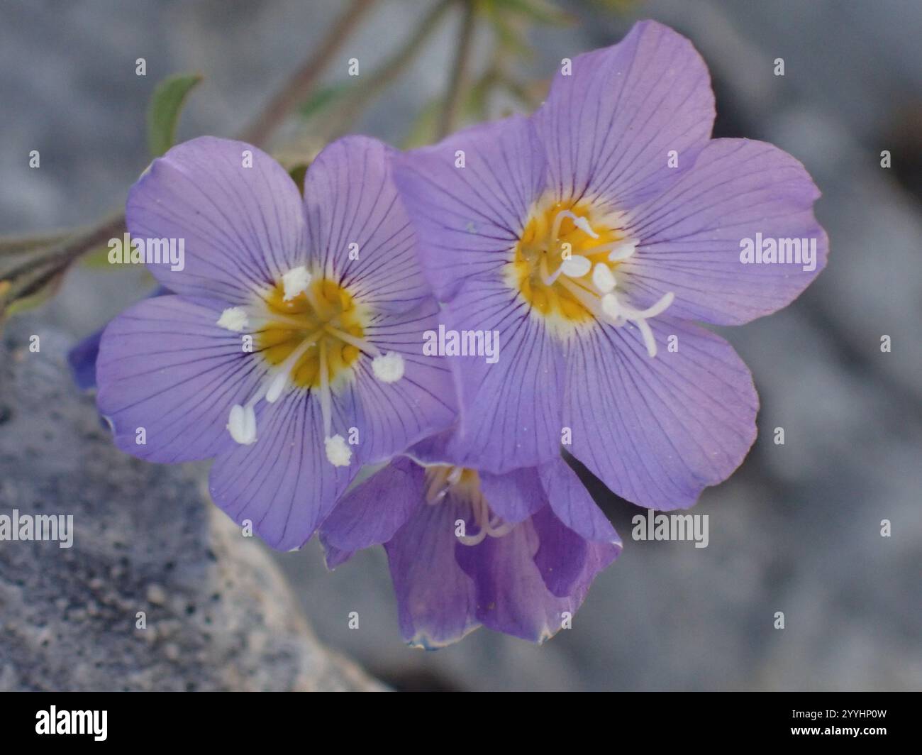 Pretty Jacob's-ladder (Polemonium pulcherrimum Stock Photo - Alamy