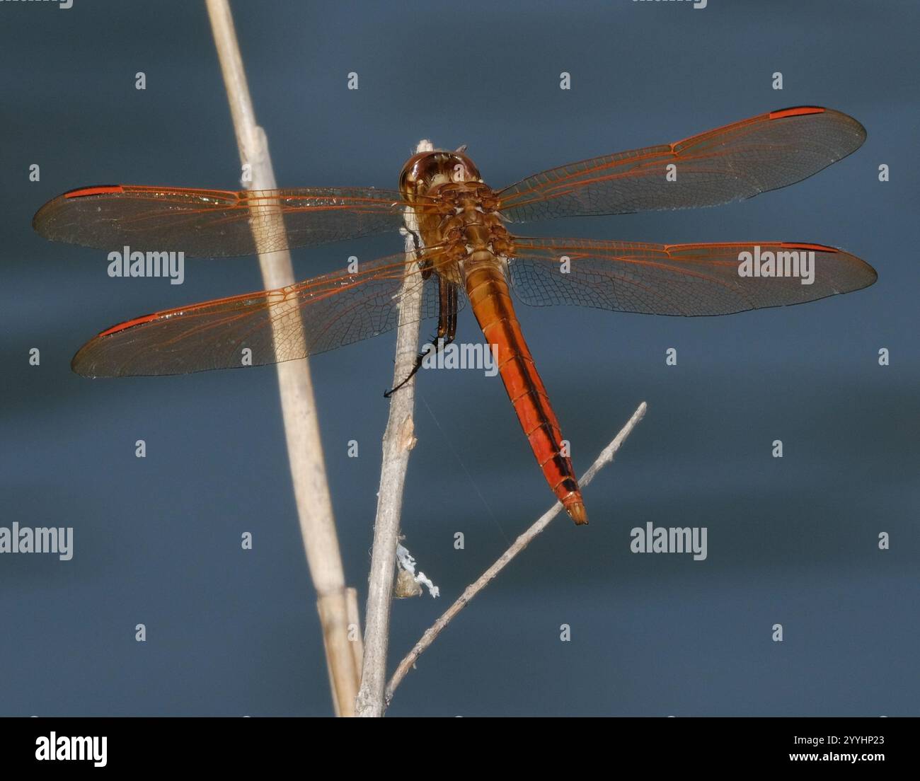 Golden winged skimmer hi-res stock photography and images - Alamy