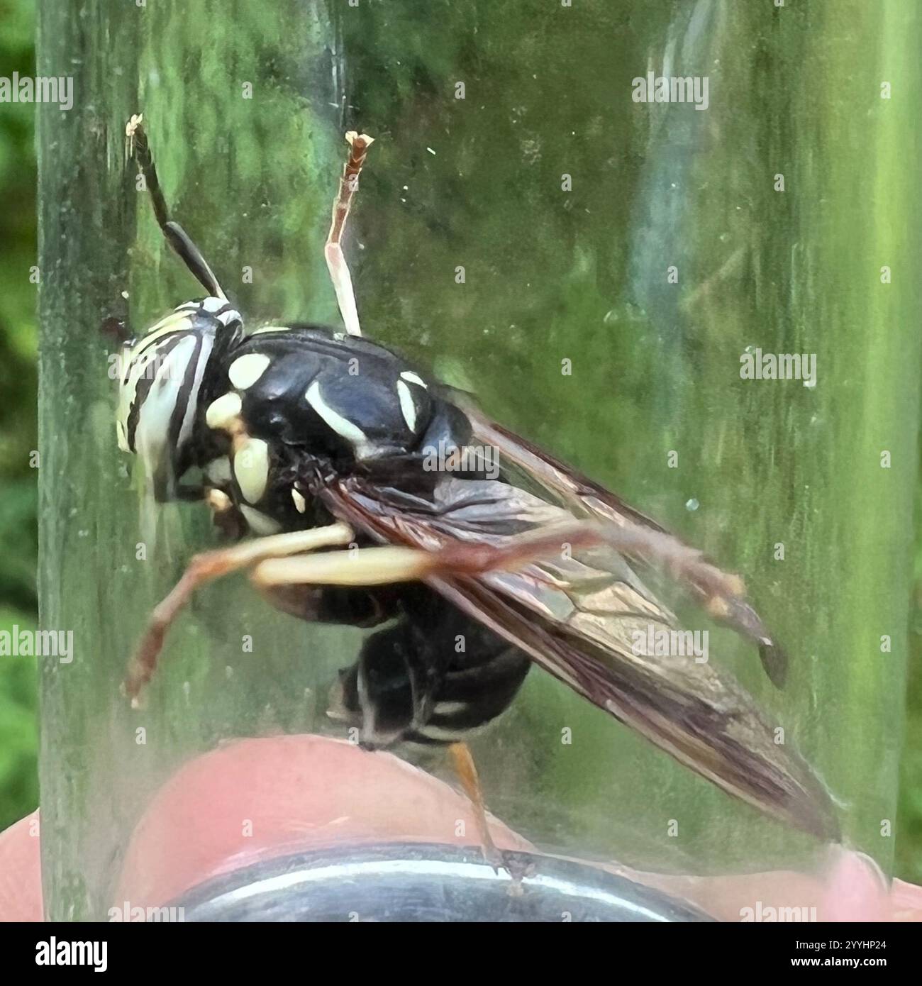 Bald-faced Hornet Fly (Spilomyia fusca Stock Photo - Alamy