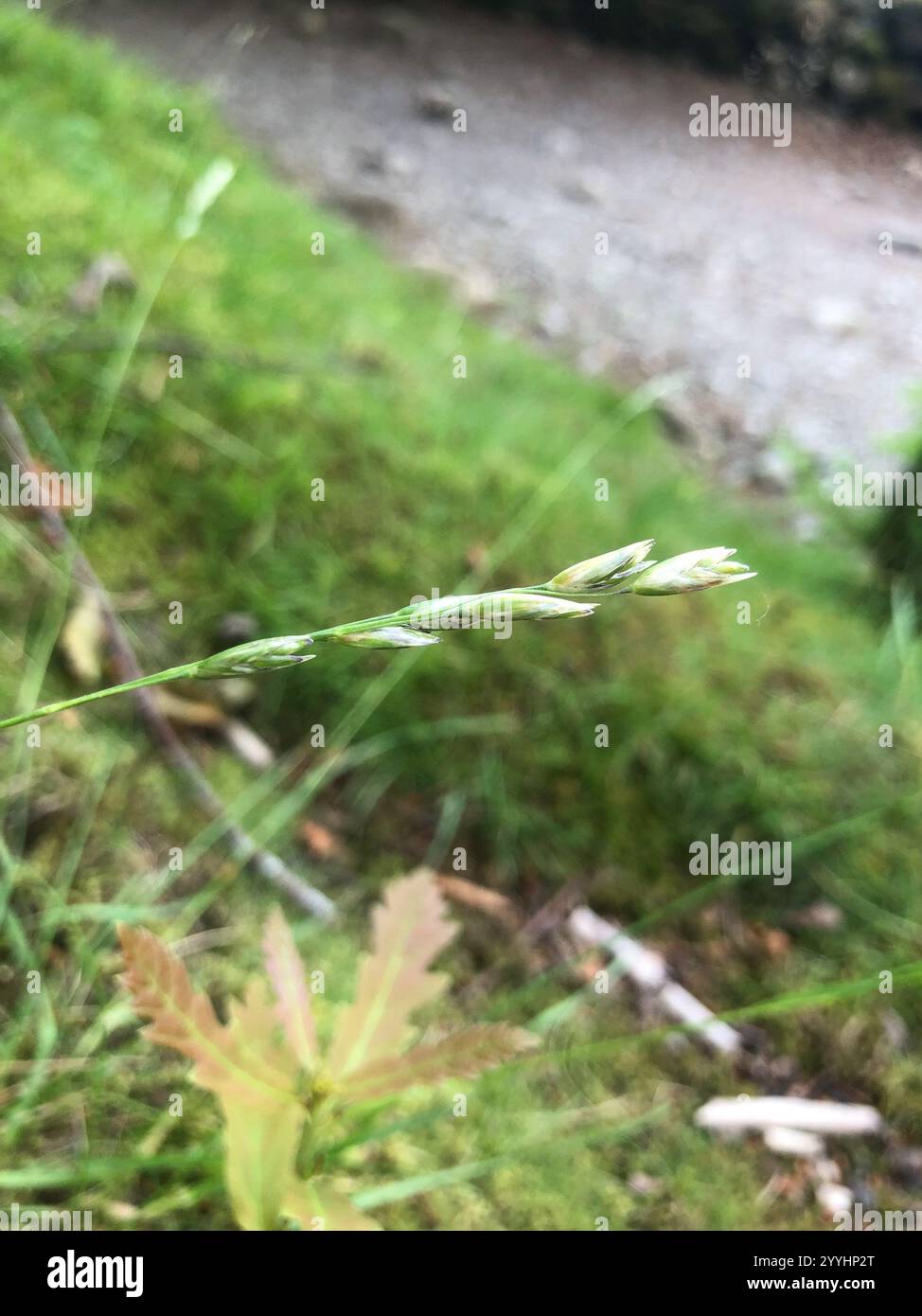 mountain heath grass (Danthonia decumbens Stock Photo - Alamy