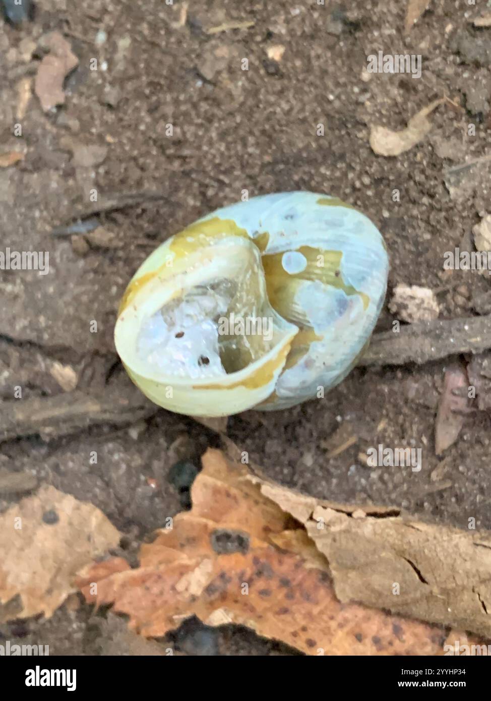 White-lipped Snail (Cepaea hortensis Stock Photo - Alamy