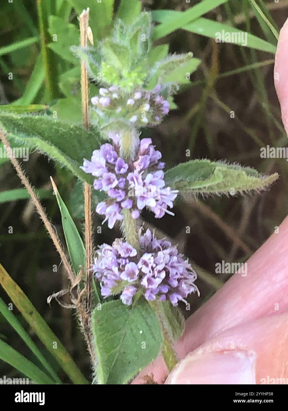 corn mint (Mentha arvensis Stock Photo - Alamy
