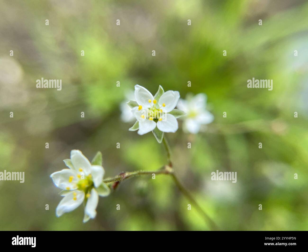 Corn spurrey (Spergula arvensis Stock Photo - Alamy