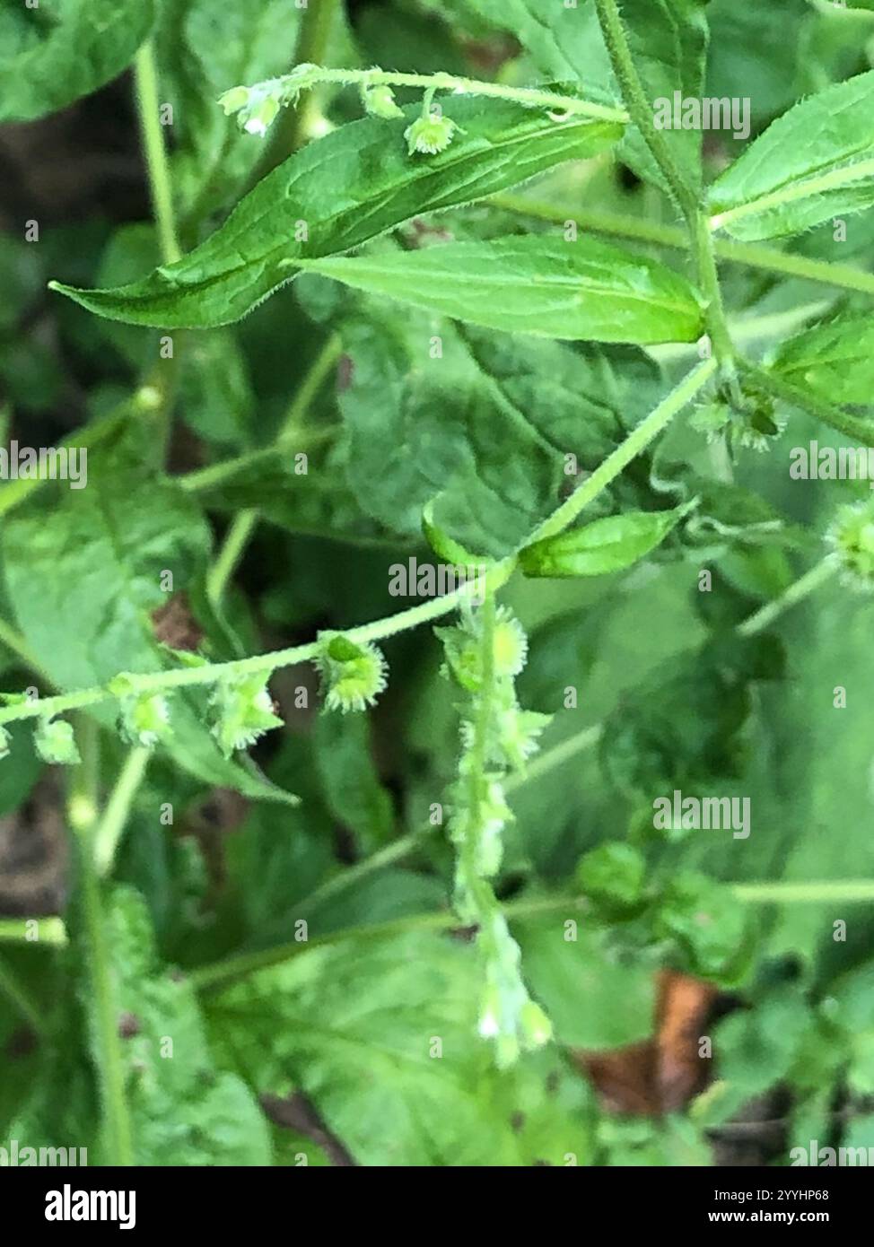 virginia stickseed (Hackelia virginiana Stock Photo - Alamy