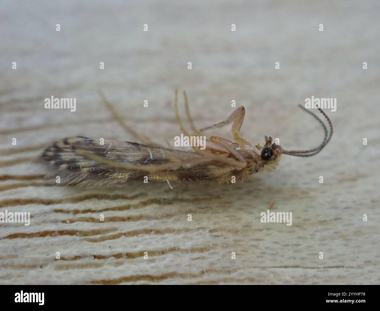 Salt and Pepper Microcaddisfly (Agraylea multipunctata Stock Photo - Alamy