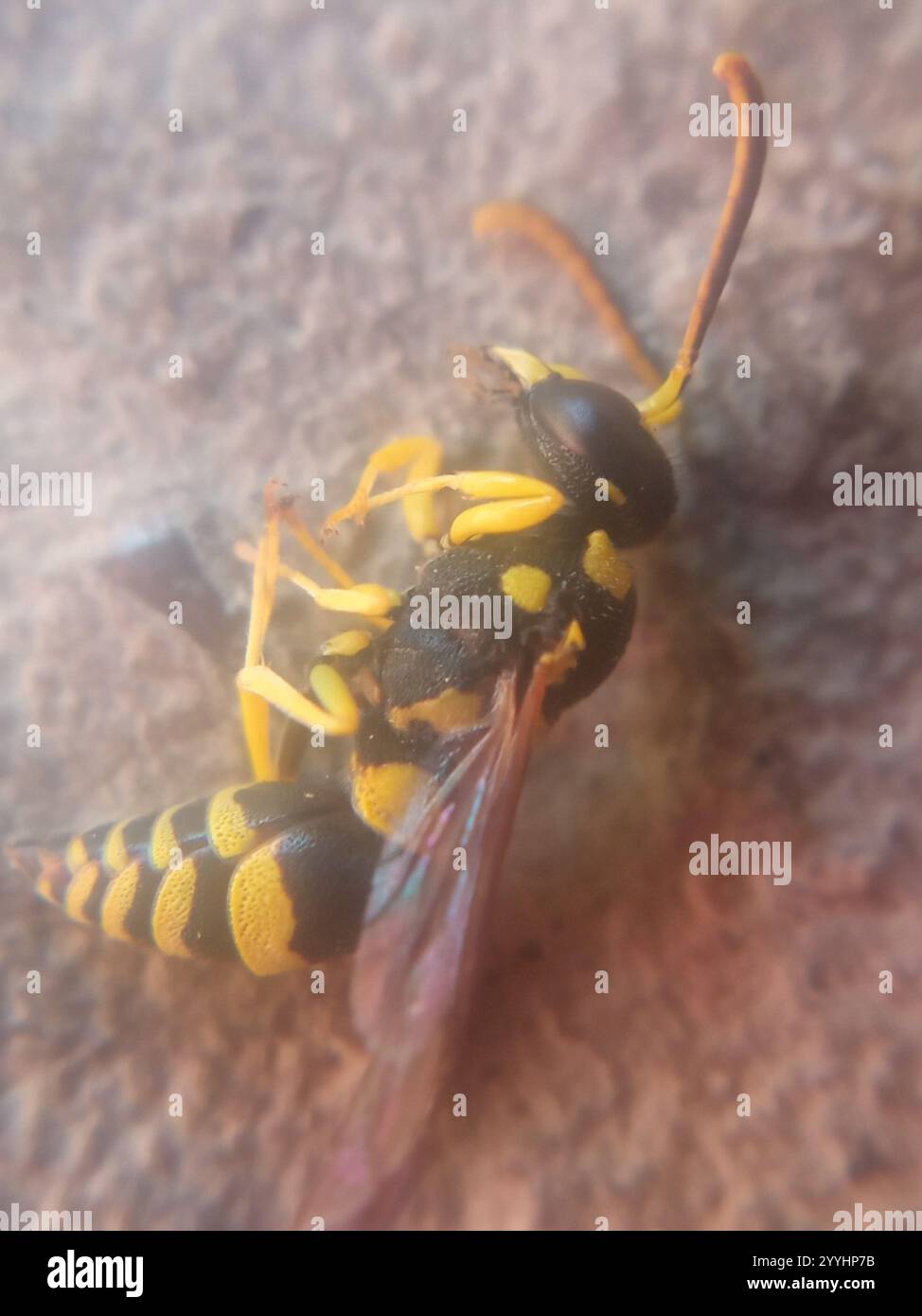 Ancistrocerus gazella hi-res stock photography and images - Alamy