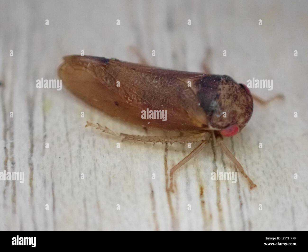 oak leafhopper (Iassus lanio Stock Photo - Alamy
