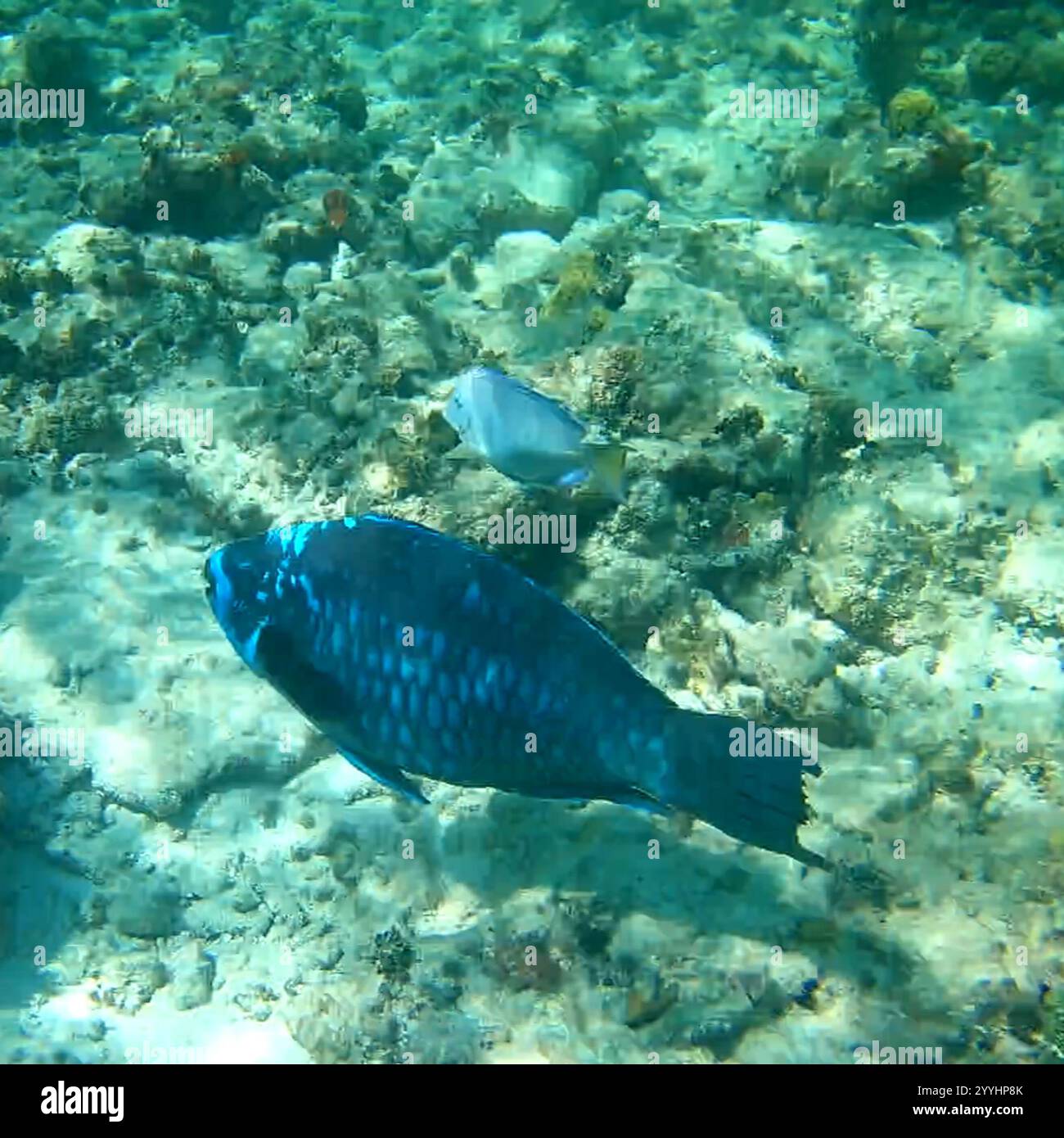 Atlantic Blue Tang (Acanthurus coeruleus Stock Photo - Alamy
