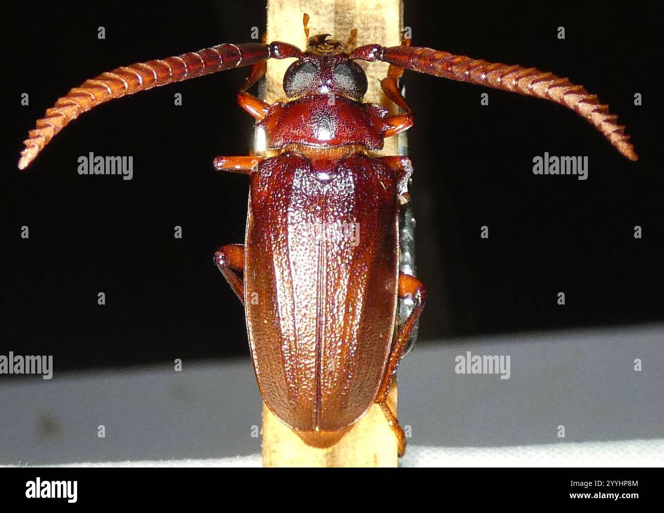 Imbricornis hi-res stock photography and images - Alamy