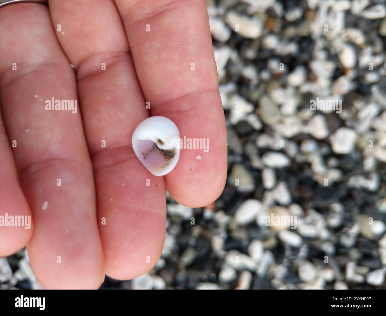 Moon Snails (Naticidae Stock Photo - Alamy