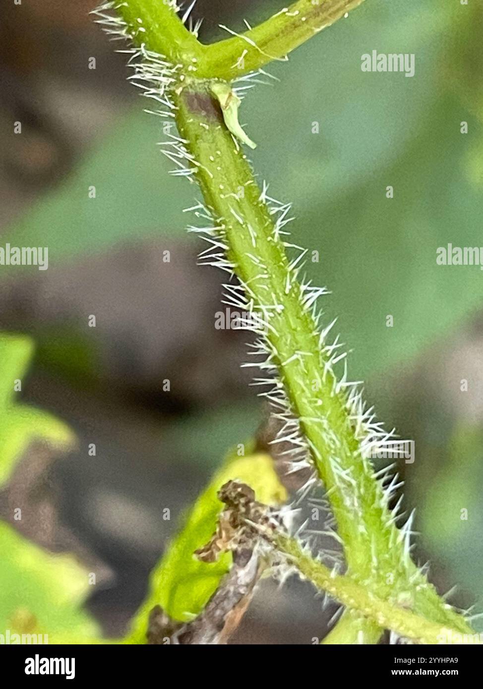 wood nettle (Laportea canadensis Stock Photo - Alamy