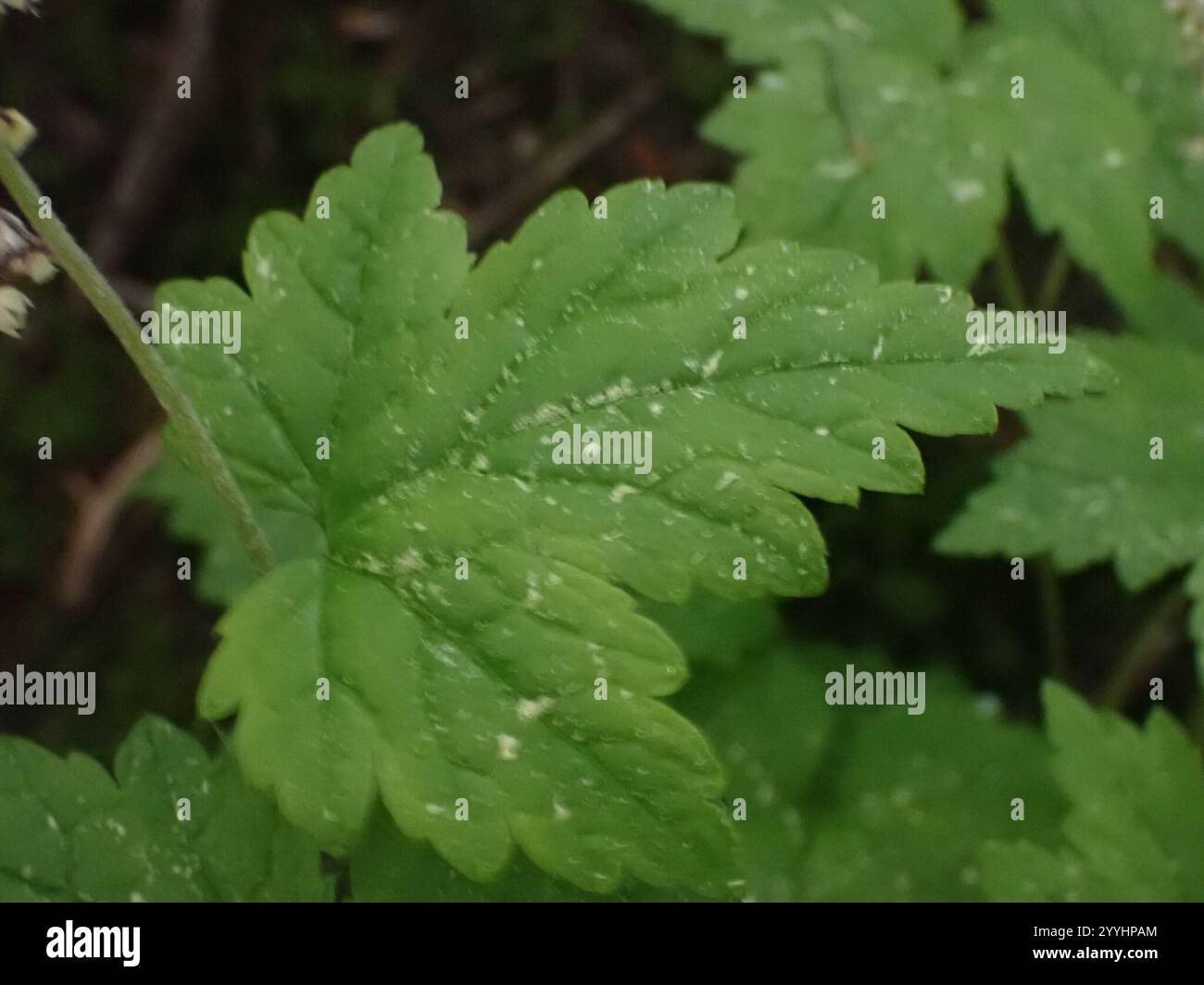 Oneleaf Foamflower (Tiarella trifoliata unifoliata Stock Photo - Alamy