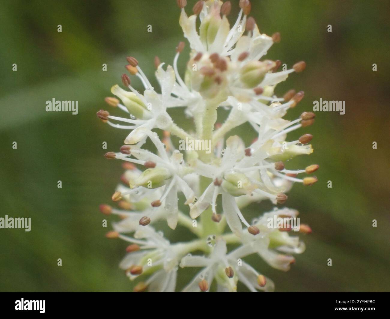 Sticky False Asphodel (Triantha glutinosa Stock Photo - Alamy