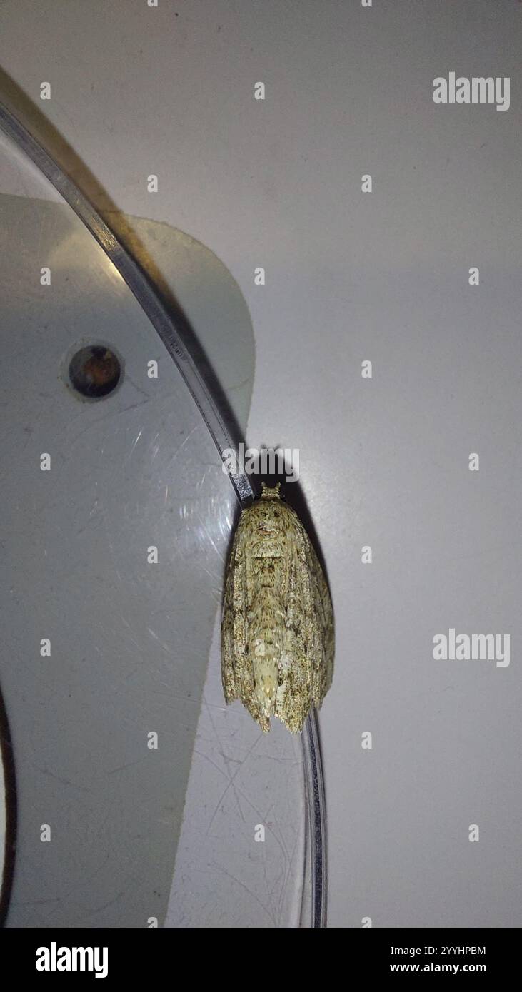 Small Engrailed (Ectropis crepuscularia Stock Photo - Alamy