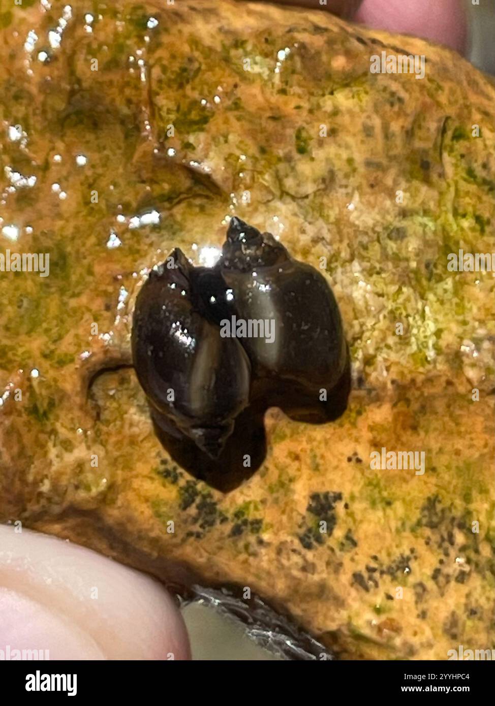 Acute Bladder Snail (Physella acuta Stock Photo - Alamy