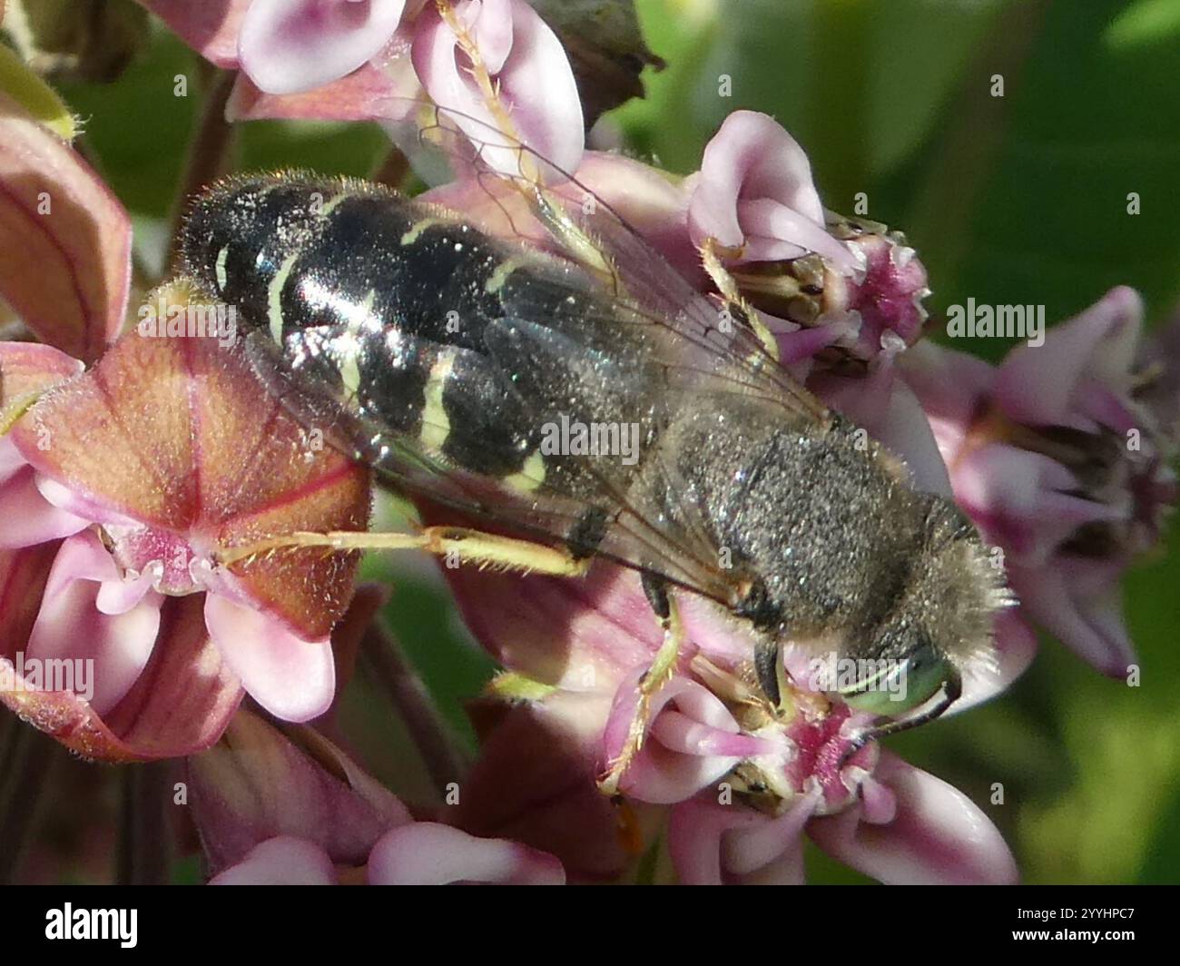 American Sand Wasp (Bembix americana Stock Photo - Alamy