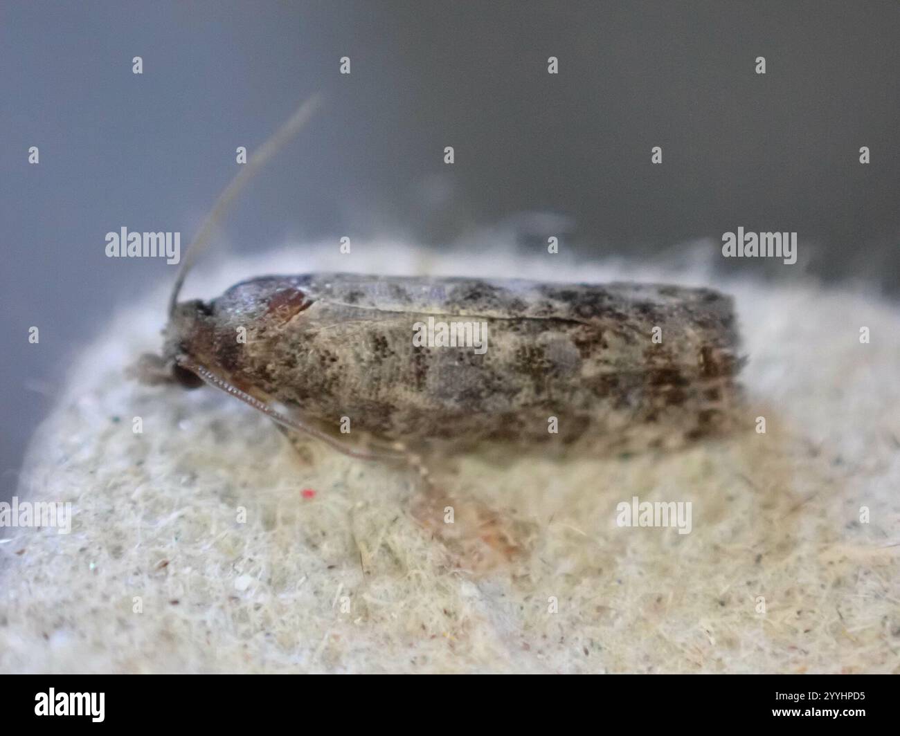 Tortricid Leafroller Moths (Tortricidae Stock Photo - Alamy