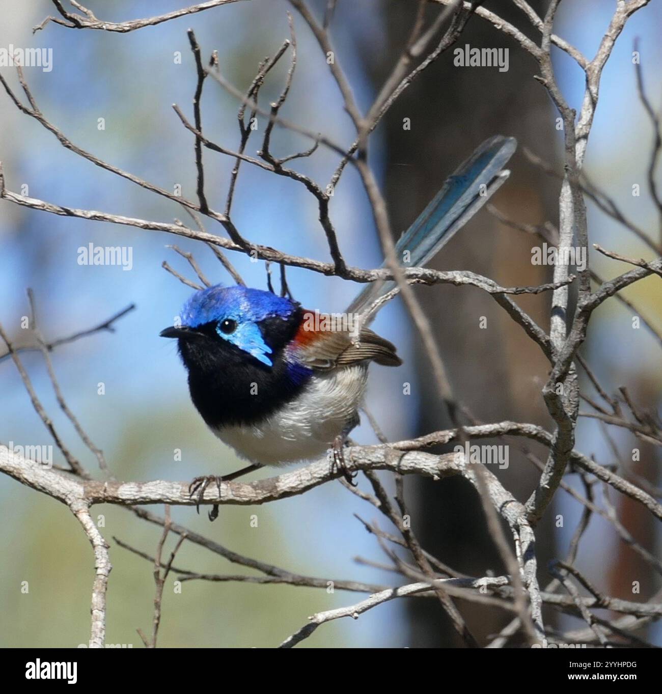 Purple-backed Fairywren (Malurus assimilis Stock Photo - Alamy