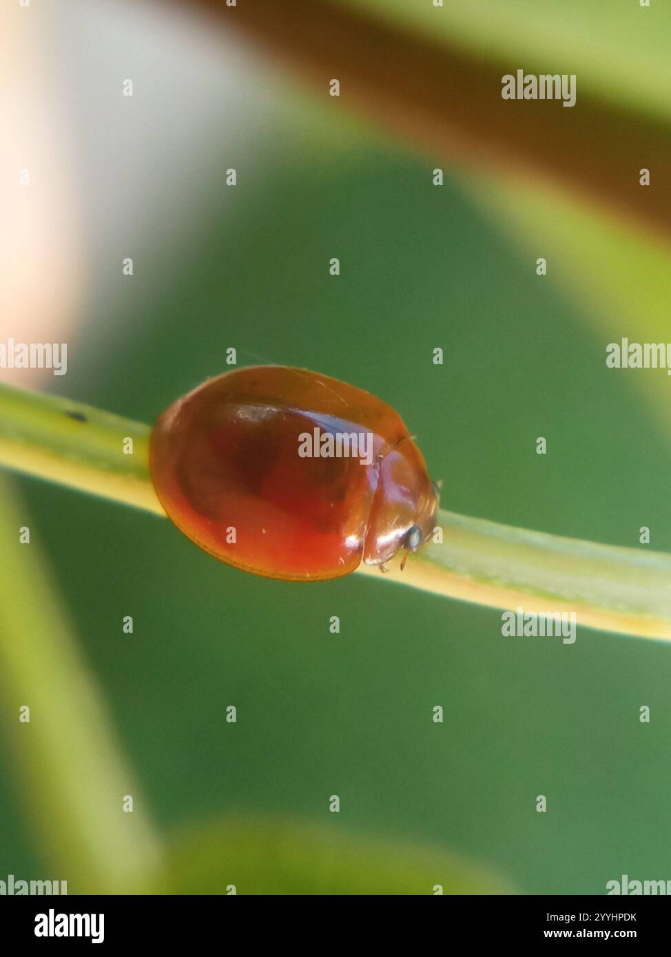 Chilocorini hi-res stock photography and images - Alamy