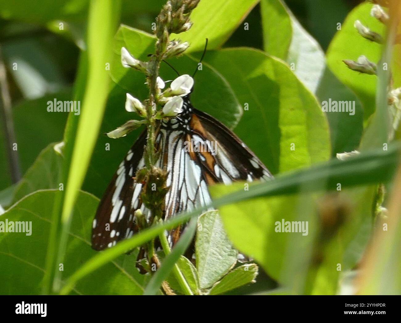 Swamp tiger butterfly hi-res stock photography and images - Alamy