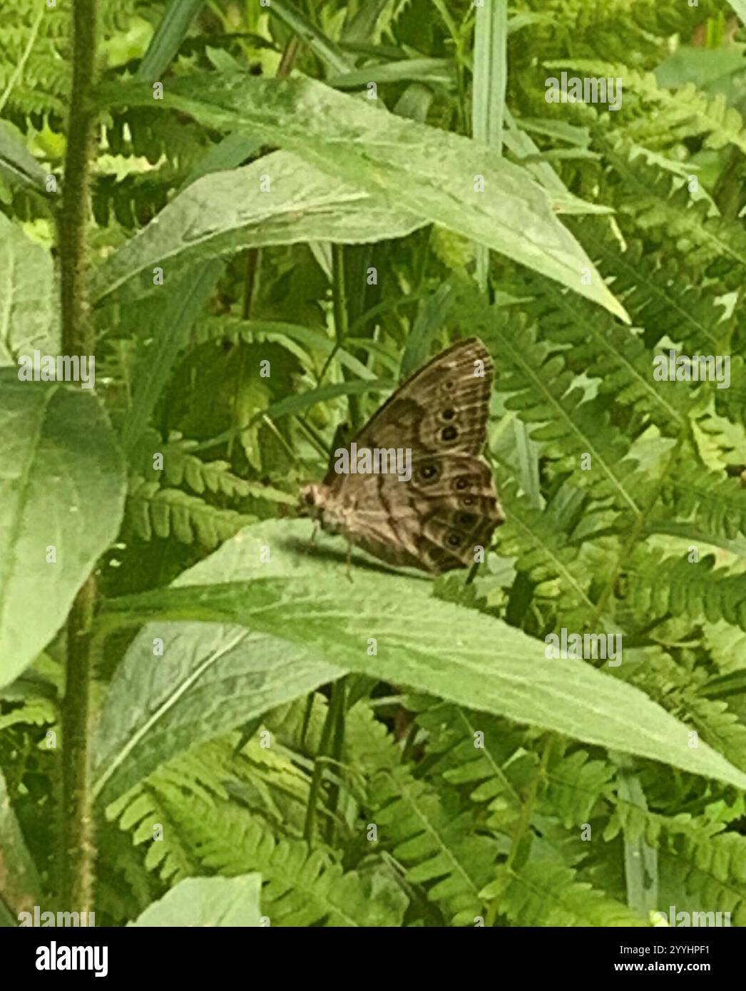 Northern Pearly-eye (Lethe anthedon Stock Photo - Alamy