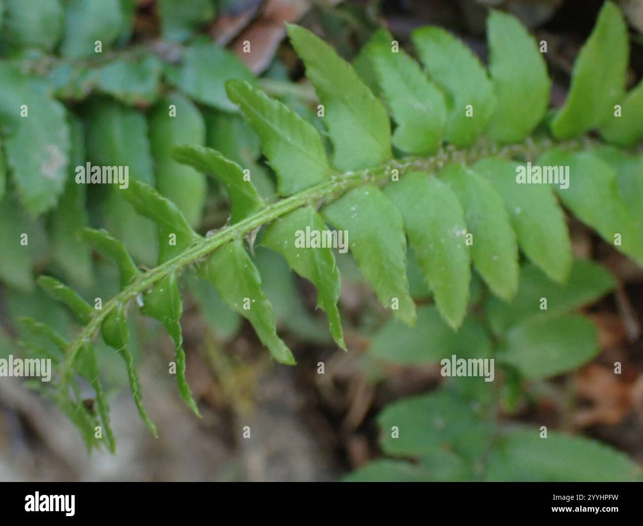 western sword fern (Polystichum munitum Stock Photo - Alamy