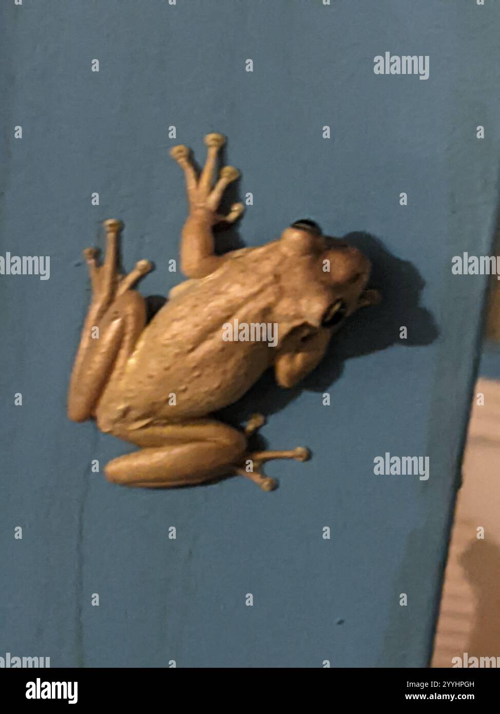 Cuban Tree Frog (Osteopilus septentrionalis Stock Photo - Alamy