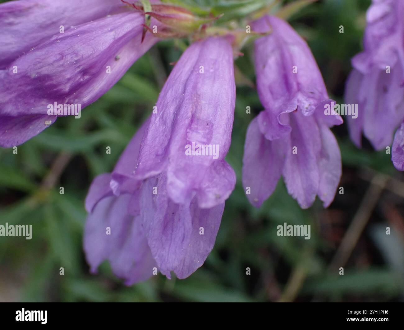 Bush Penstemon (Penstemon fruticosus Stock Photo - Alamy