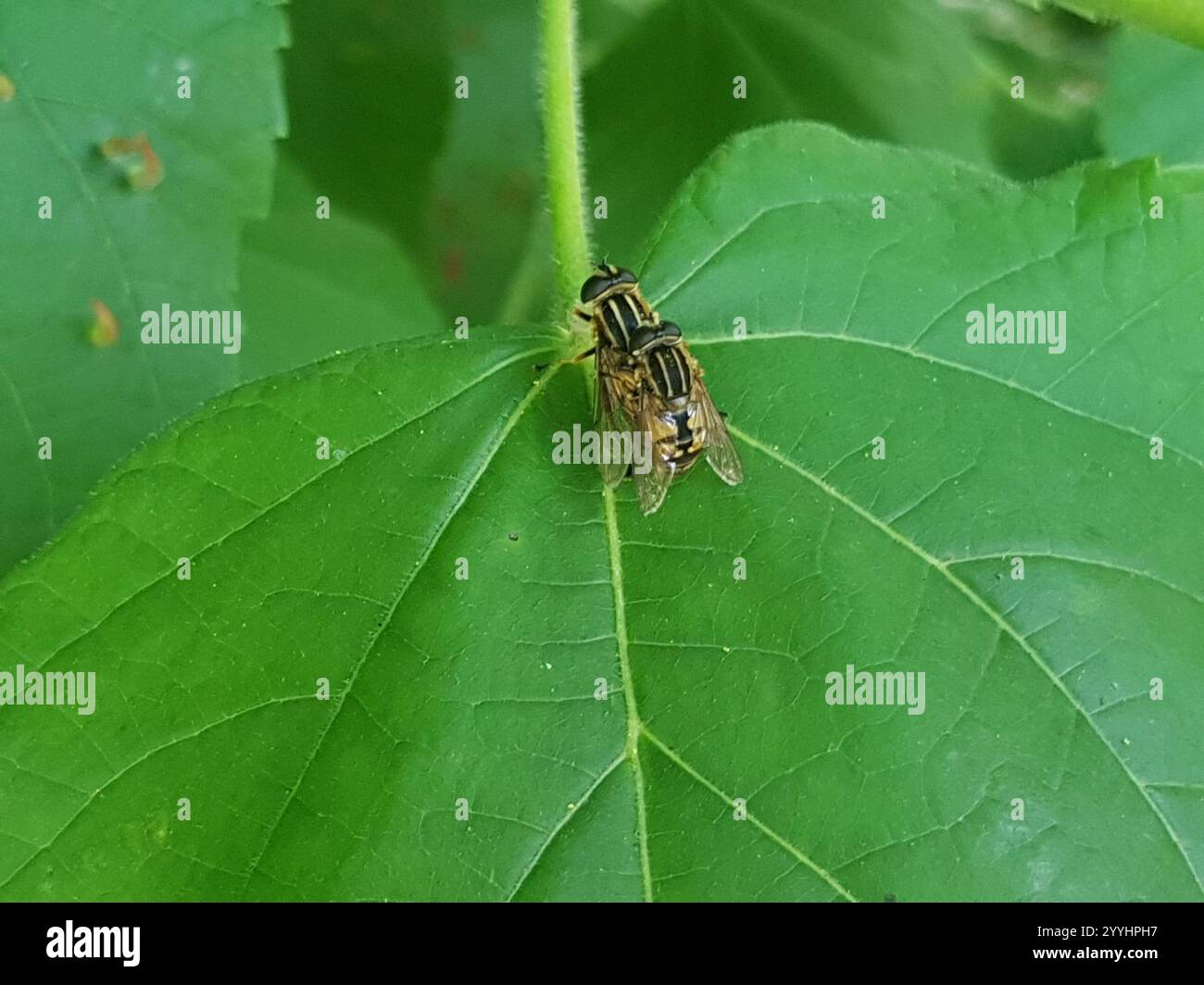Sun Fly (Helophilus pendulus Stock Photo - Alamy