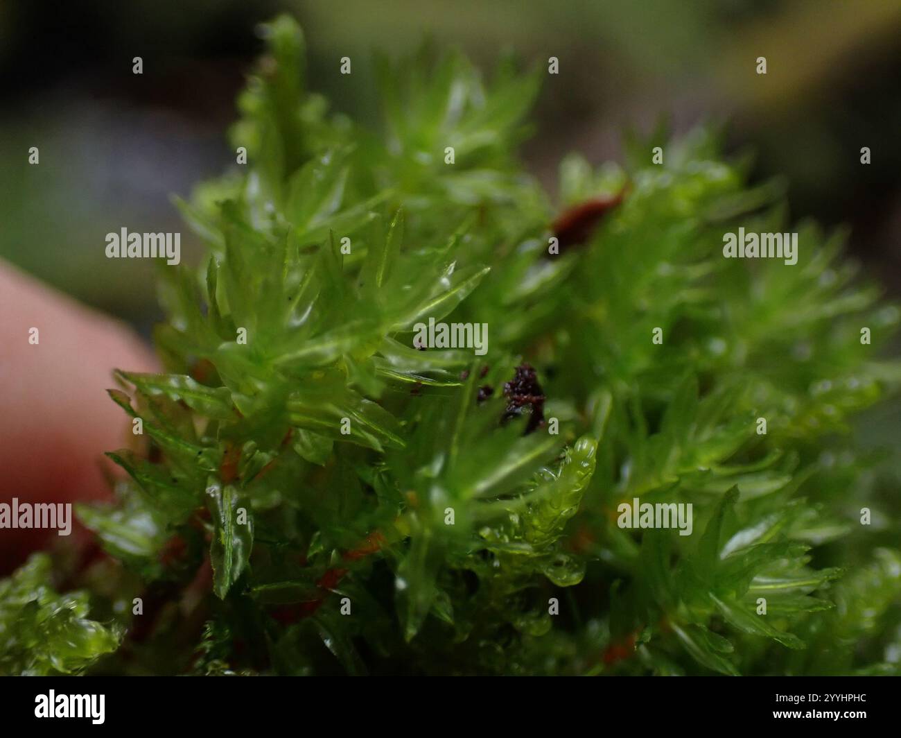 Large Hair Moss (Oligotrichum parallelum Stock Photo - Alamy