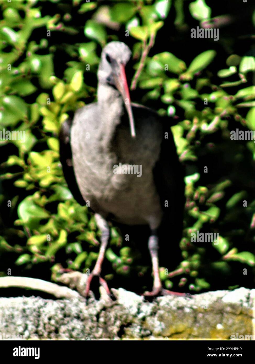 Southern Hadada Ibis (Bostrychia hagedash hagedash Stock Photo - Alamy