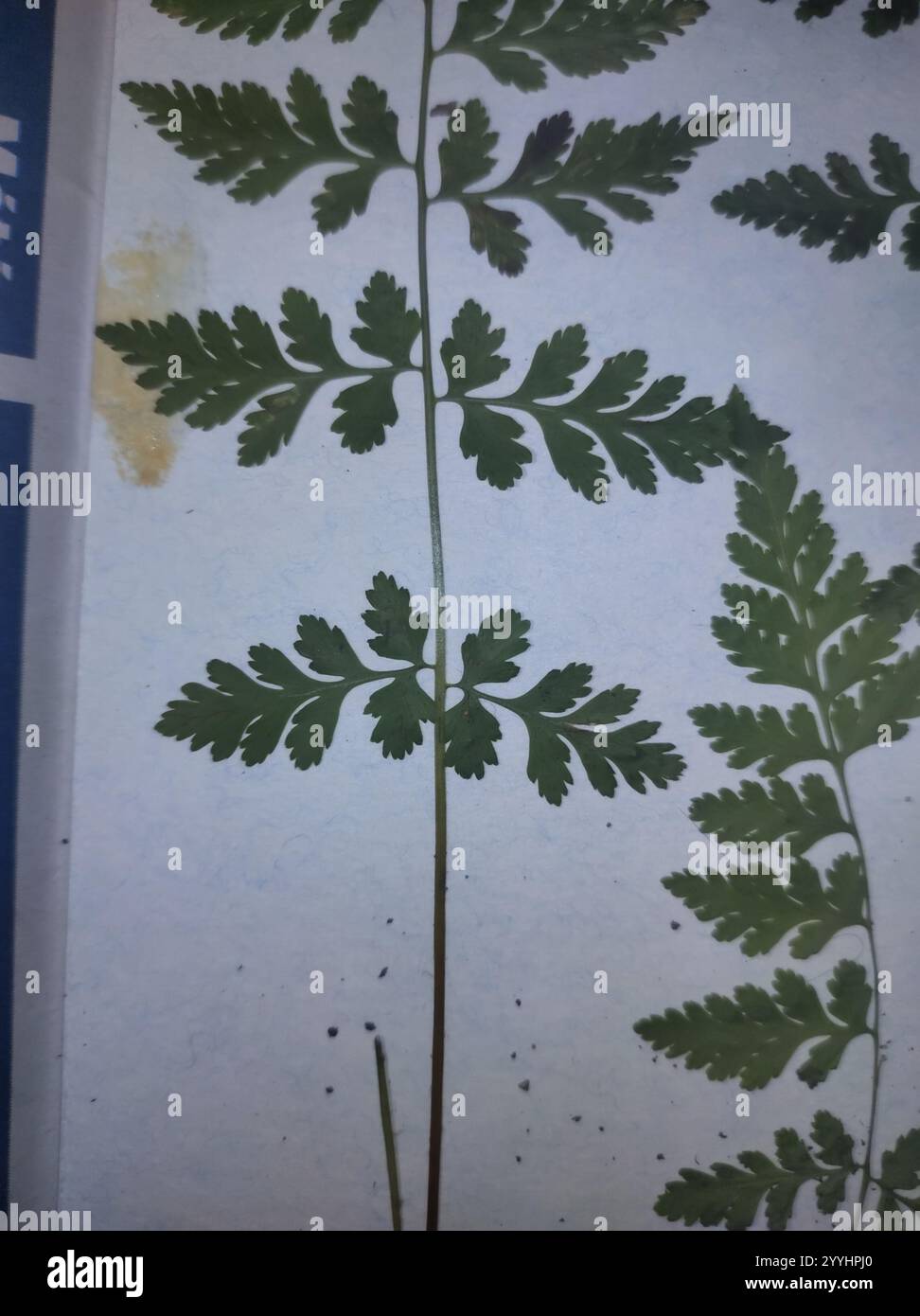 Mackay's Fragile Fern (Cystopteris tenuis Stock Photo - Alamy