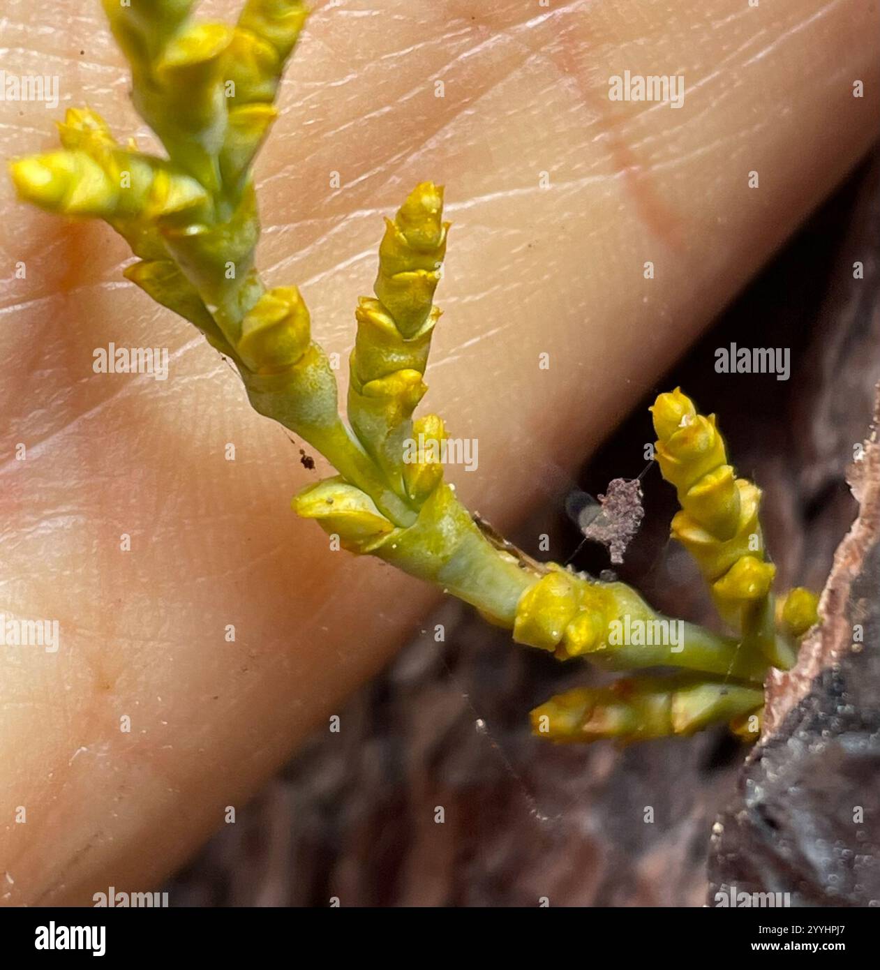 Coastal Dwarf-Mistletoe (Arceuthobium littorum Stock Photo - Alamy