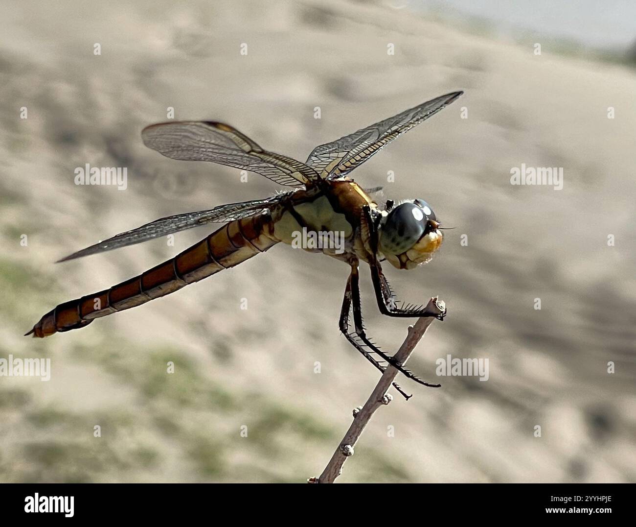 Comanche Skimmer (Libellula comanche Stock Photo - Alamy