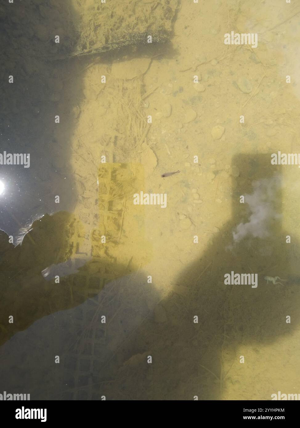 Lesser Diving-beetle (Acilius sulcatus Stock Photo - Alamy