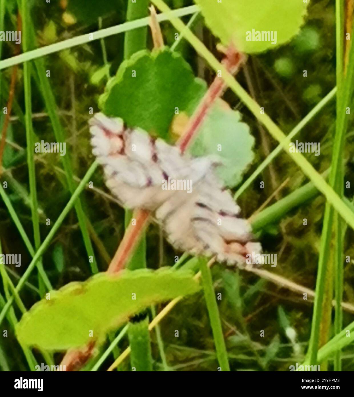 Treble bar moth hi-res stock photography and images - Alamy