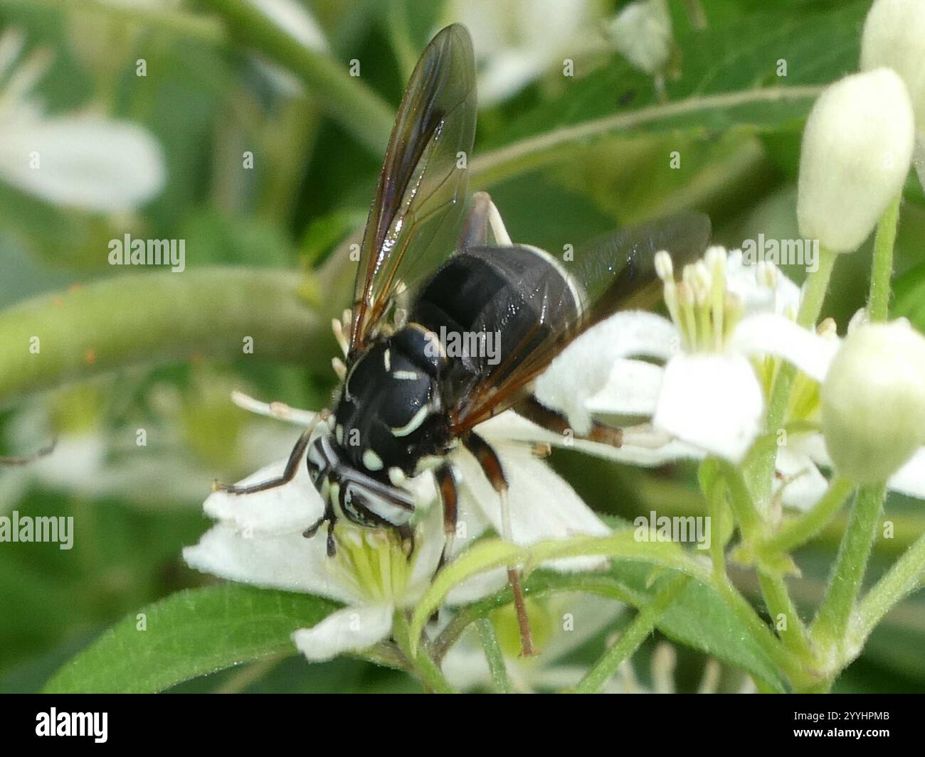 Bald-faced Hornet Fly (Spilomyia fusca Stock Photo - Alamy