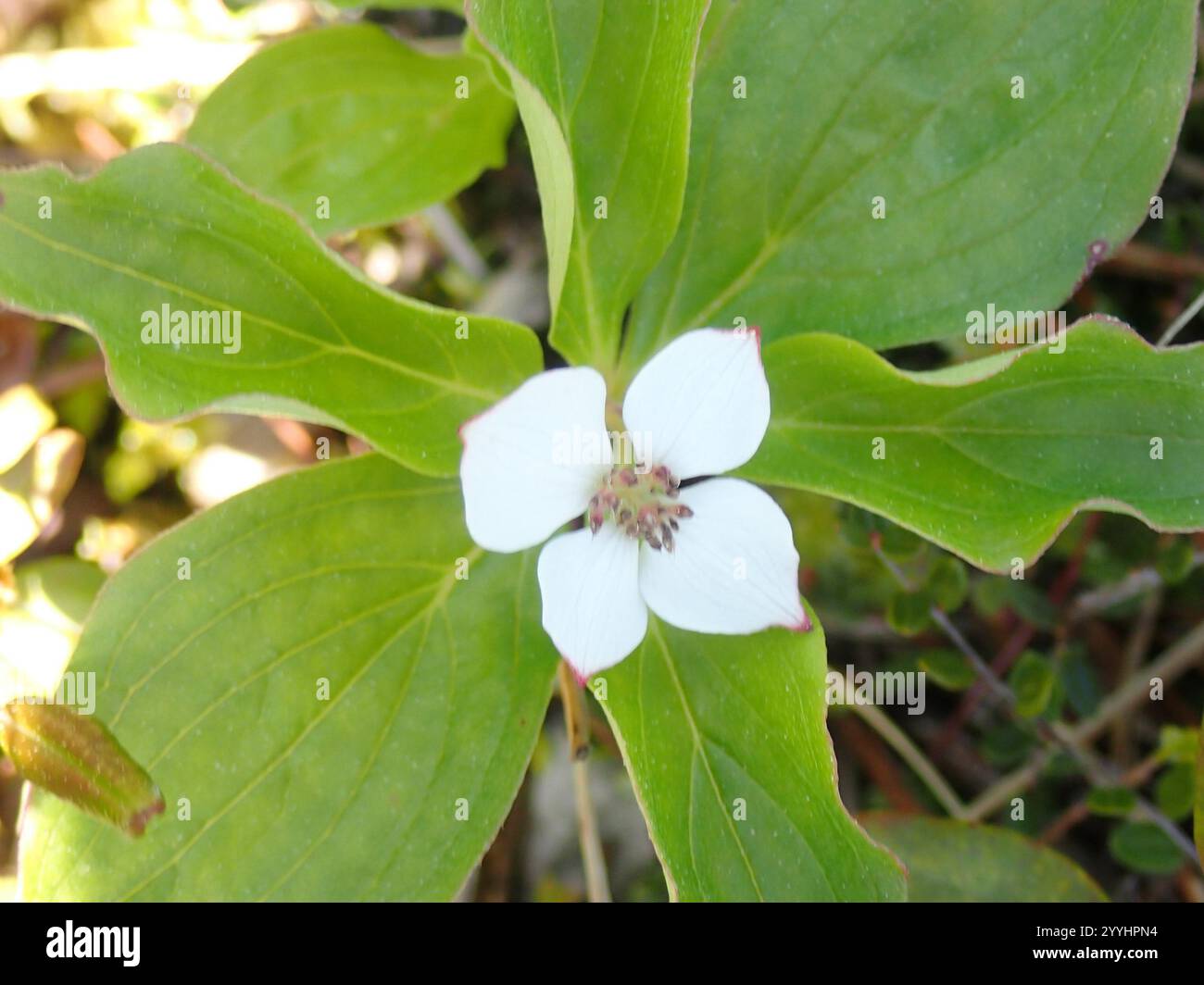 Western Bunchberry (Cornus unalaschkensis Stock Photo - Alamy