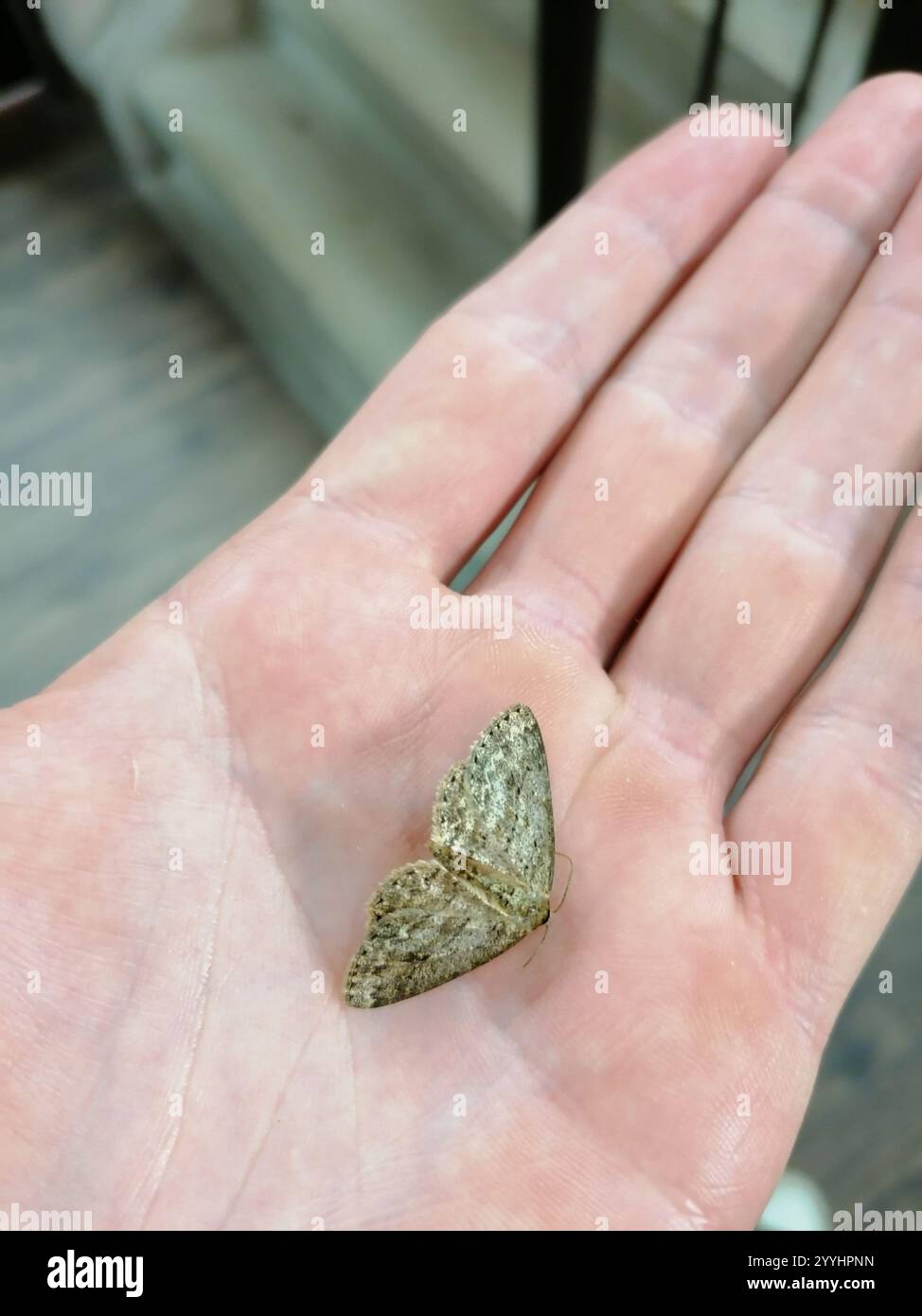 Small Engrailed (Ectropis crepuscularia Stock Photo - Alamy