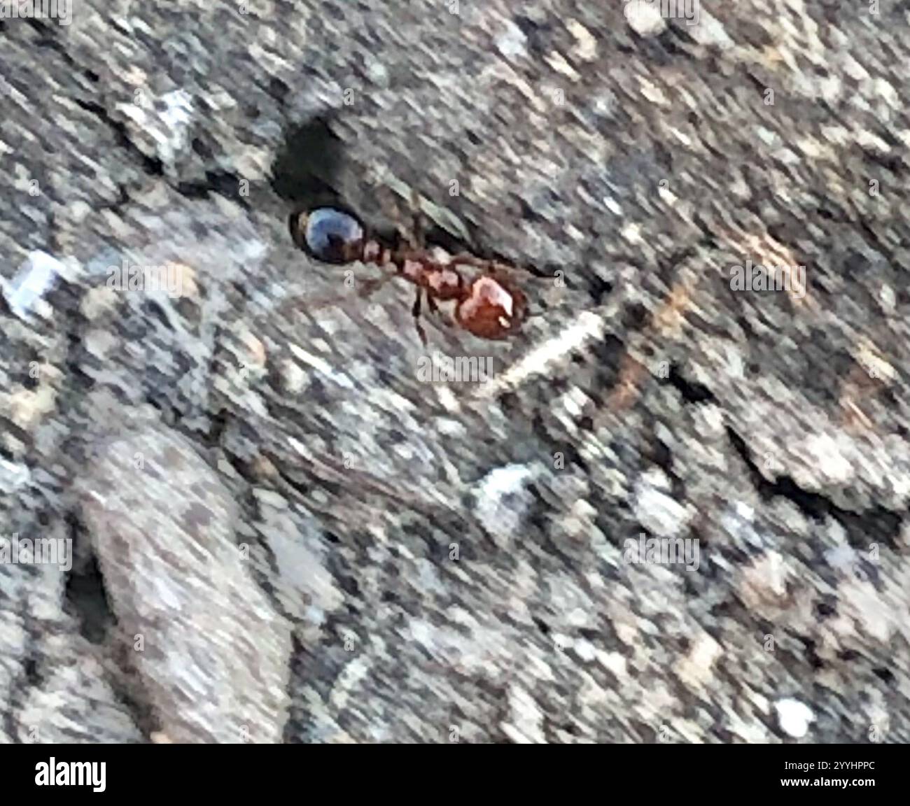 Southern Fire Ant (Solenopsis xyloni Stock Photo - Alamy