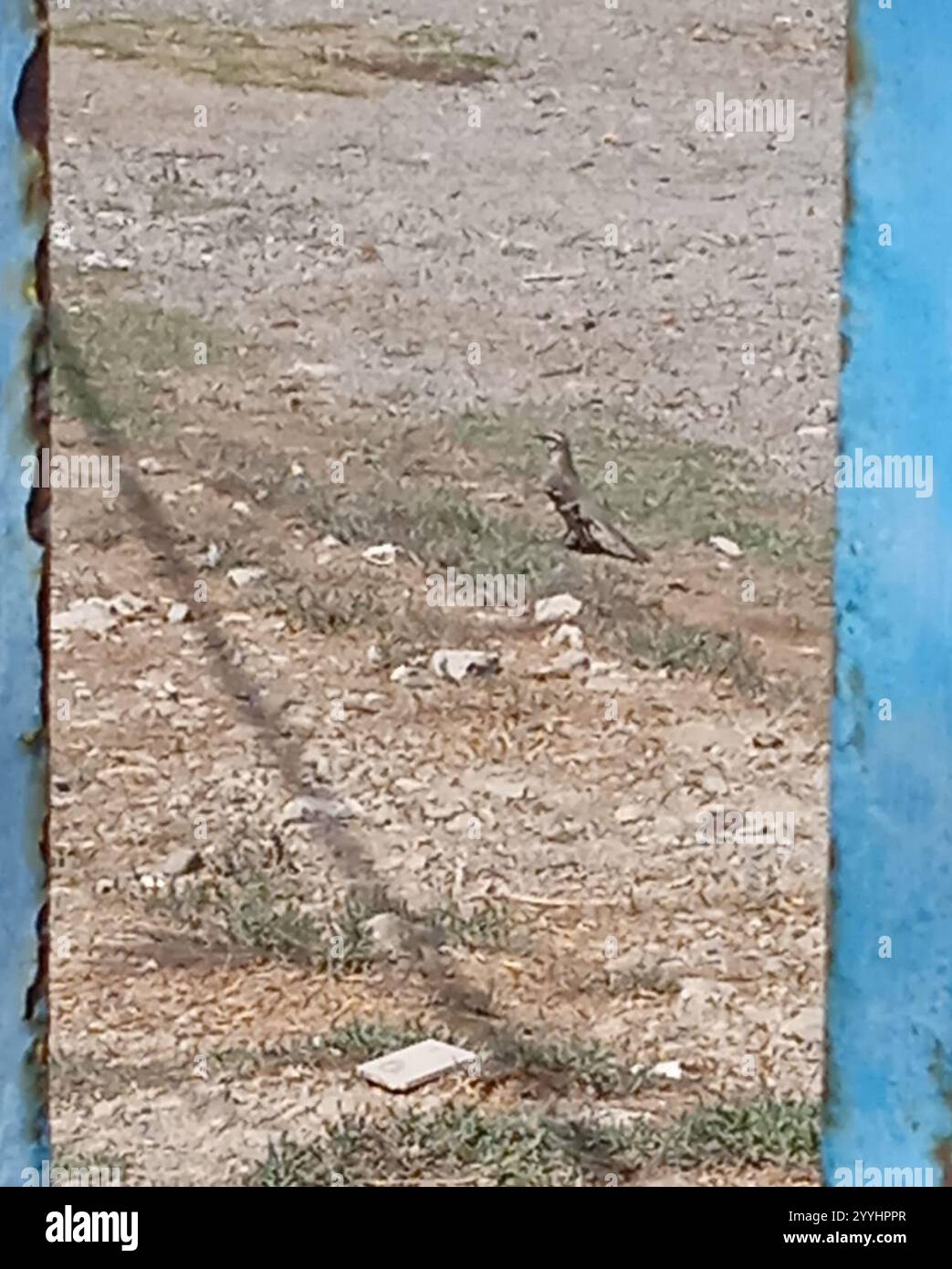 Long-tailed Mockingbird (Mimus longicaudatus Stock Photo - Alamy