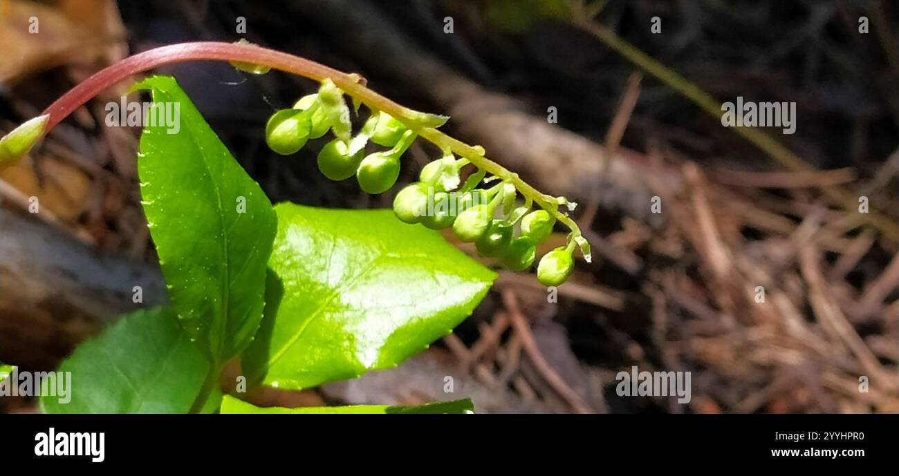 one-sided wintergreen (Orthilia secunda Stock Photo - Alamy