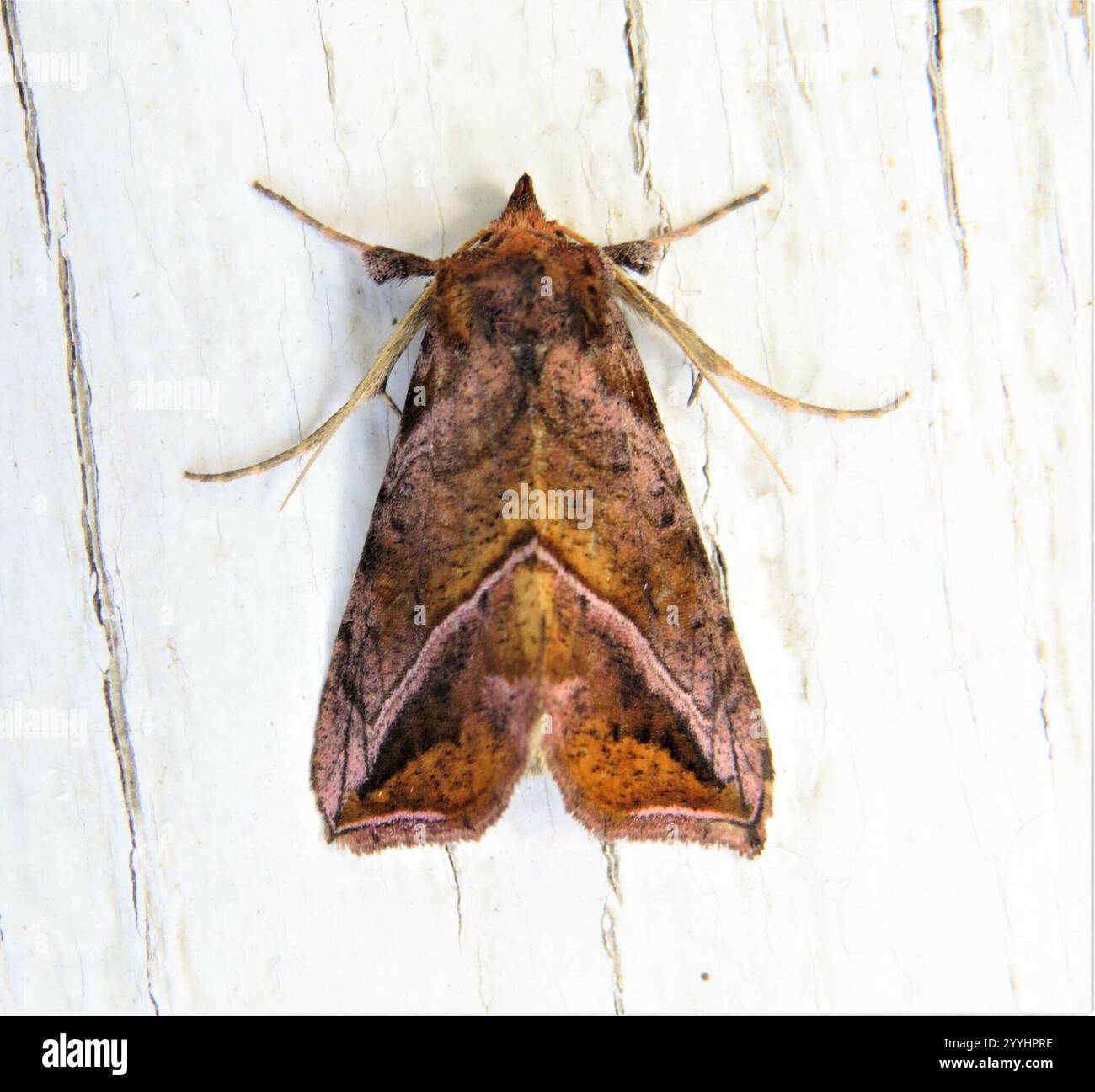 Straight-lined Looper Moth (Pseudeva purpurigera Stock Photo - Alamy