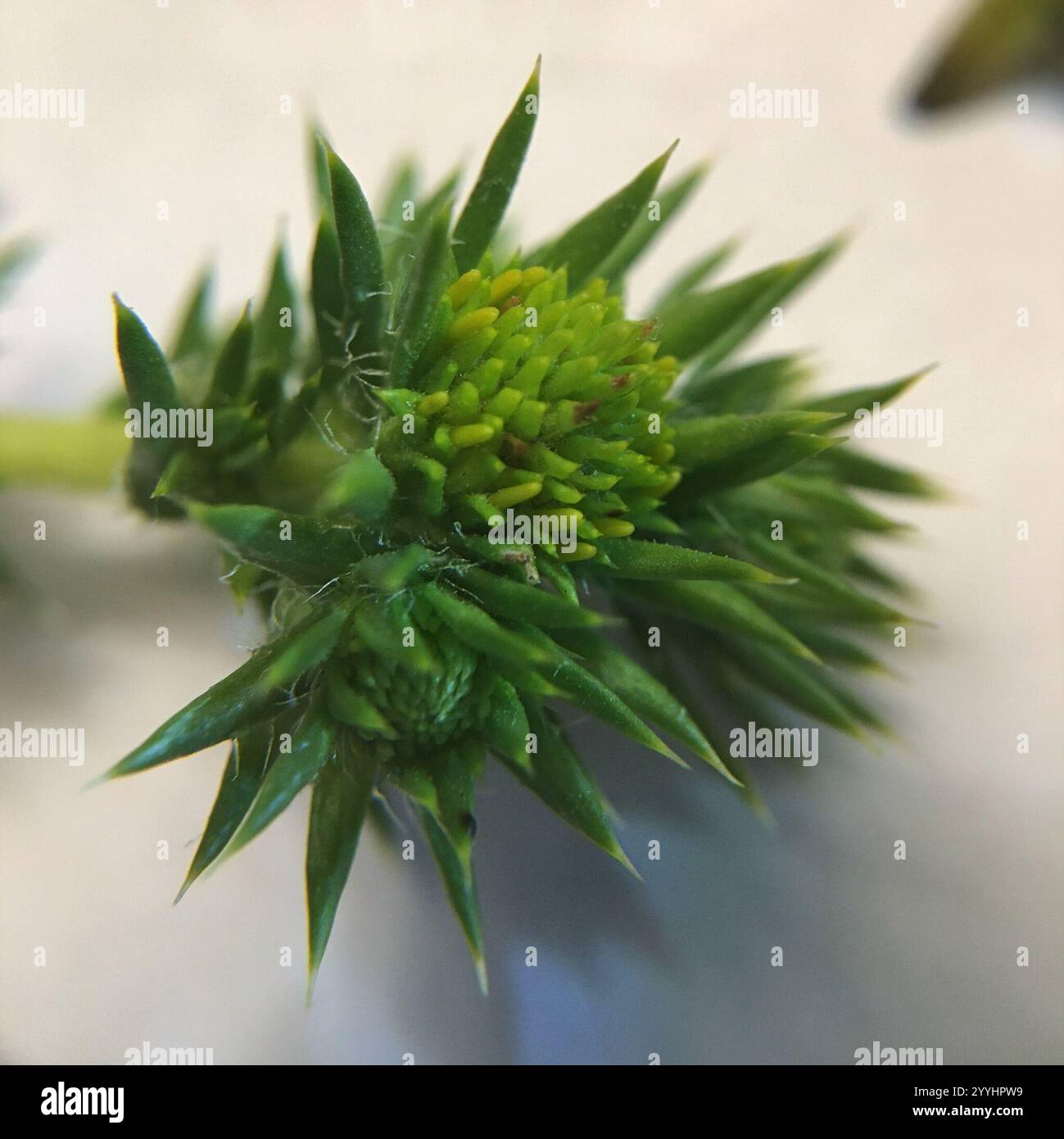Common Spikeweed (Centromadia pungens pungens Stock Photo - Alamy