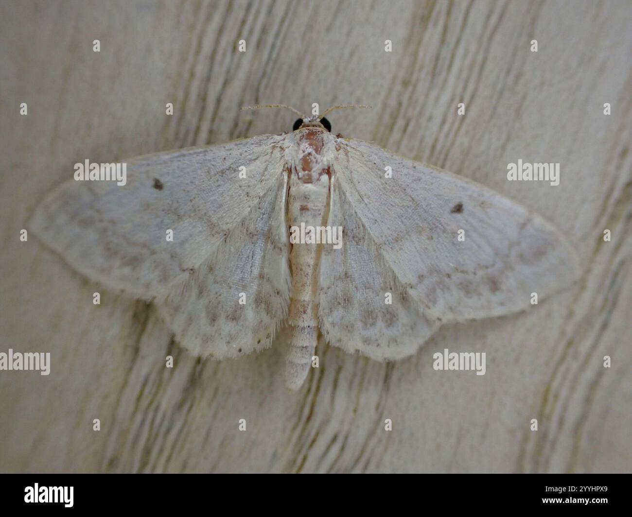 Small Fan-footed Wave (Idaea biselata Stock Photo - Alamy