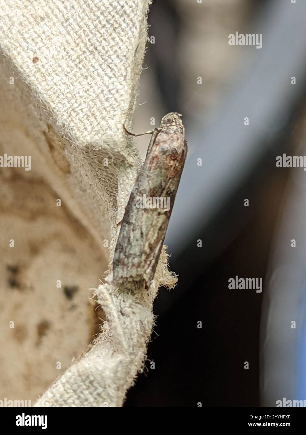 Dotted Oak Knot-horn (Phycita roborella Stock Photo - Alamy